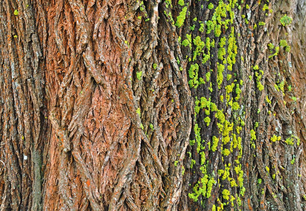 Baumrinde Foto & Bild | baum, stamm, rinde Bilder auf fotocommunity