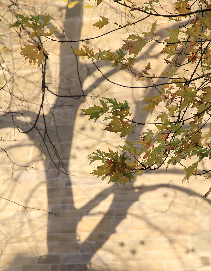 Baumschatten Foto & Bild | pflanzen, pilze & flechten, bäume, blatt ...
