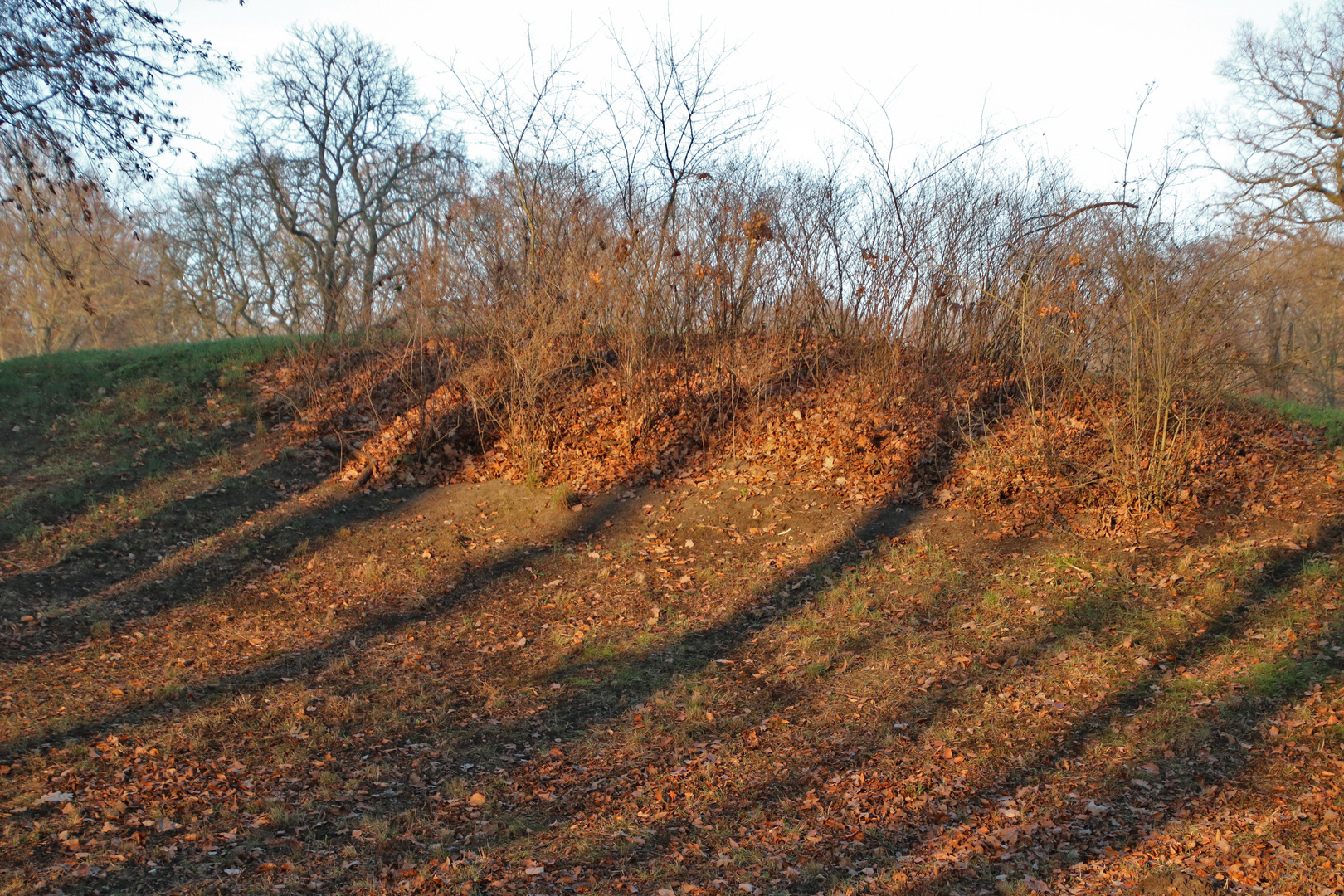 BaumSchatten Foto & Bild | fotos, spezial, dokumentation Bilder auf ...