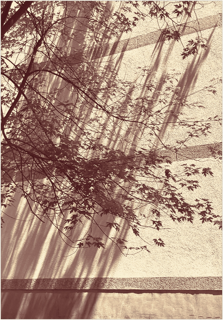 Baumschatten an der Hauswand Foto & Bild | experimente, pflanzen, pilze ...