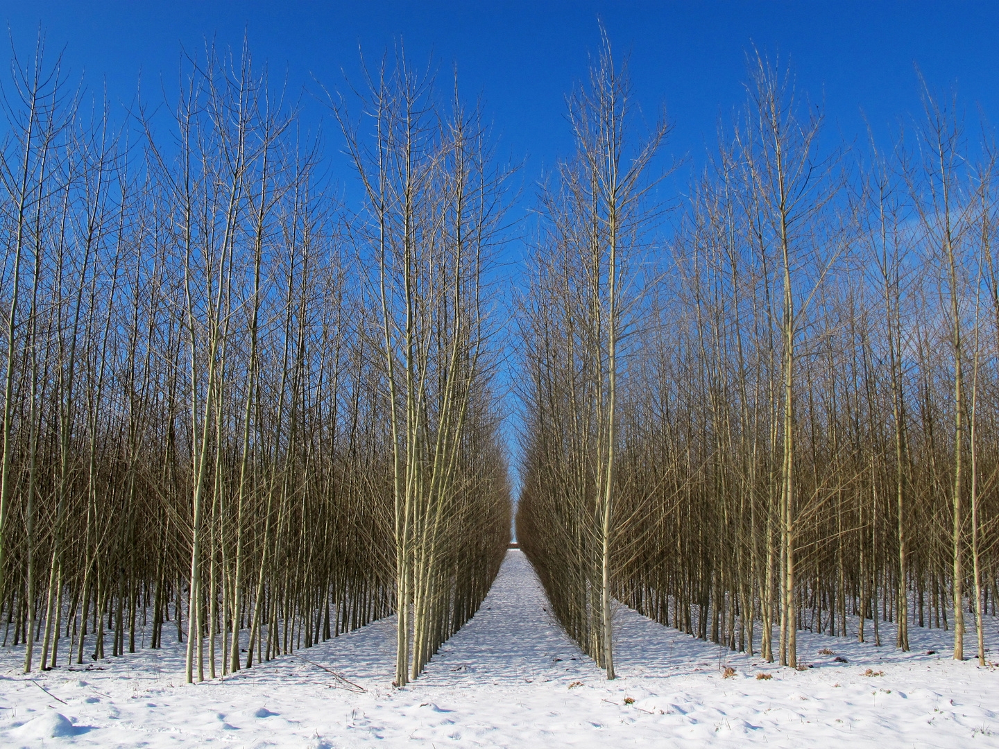 Baumschule Foto & Bild | landschaft, kulturlandschaften, winter Bilder ... Baumschule Foto & Bild | landschaft, kulturlandschaften, winter Bilder ...