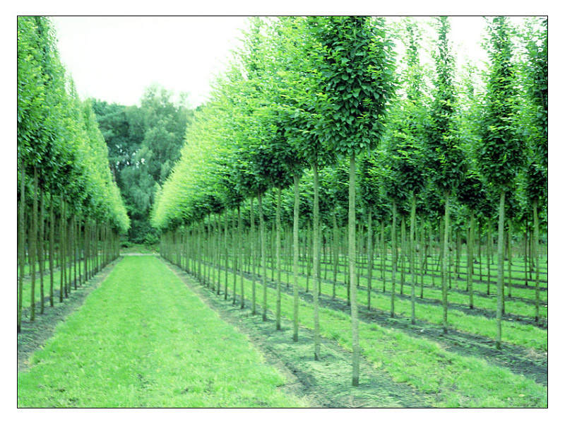 Baumschule Foto & Bild | pflanzen, pilze & flechten, bäume, natur ... Baumschule Foto & Bild | pflanzen, pilze & flechten, bäume, natur ...