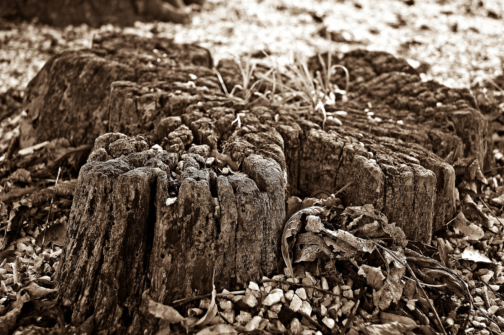 Baumstamm Foto & Bild | pflanzen, pilze & flechten, bäume, einzelbäume ...