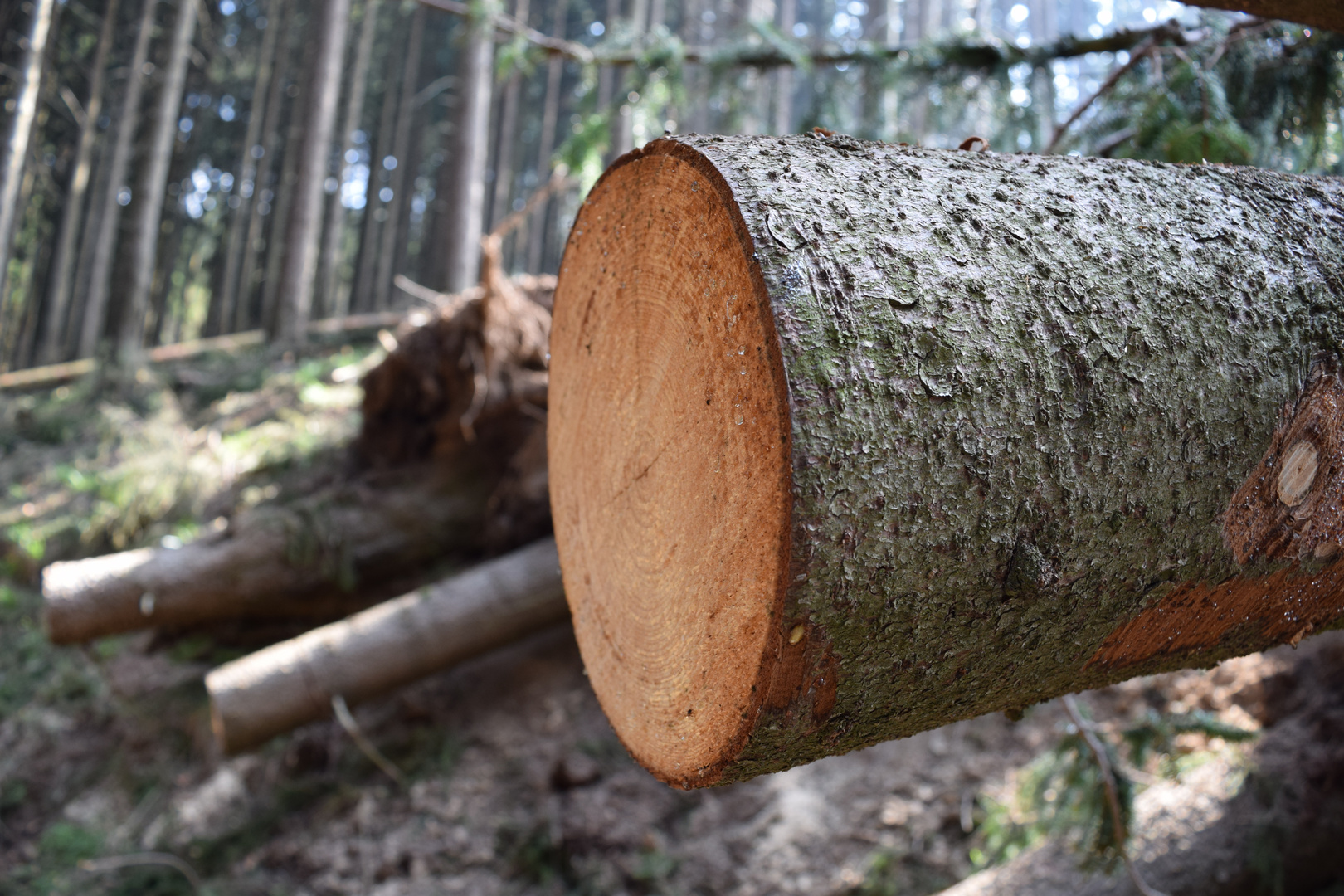 Baumstamm Foto & Bild | pflanzen, pilze & flechten, bäume, baumrinden ...