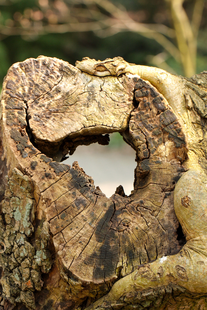Baumstamm Foto & Bild | pflanzen, pilze & flechten, bäume, baumrinden ...