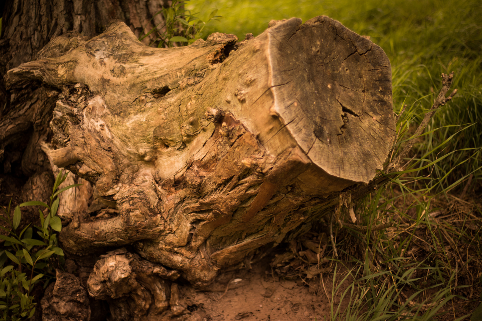 Baumstamm Foto & Bild | natur, landschaft, pflanzen Bilder auf ...