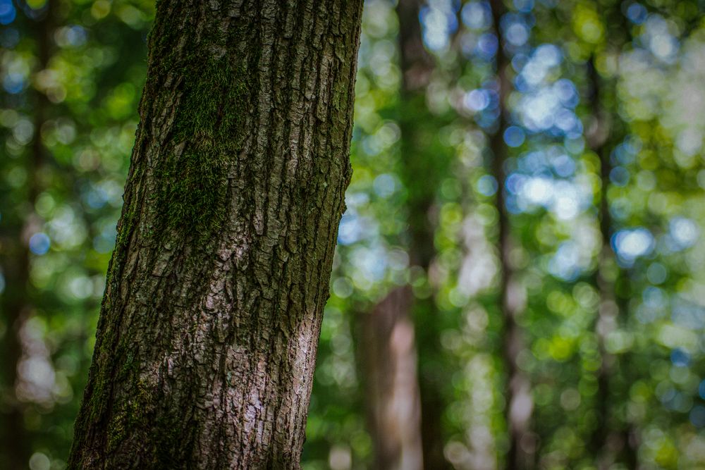 Baumstamm Foto & Bild | fotos, himmel, natur Bilder auf fotocommunity