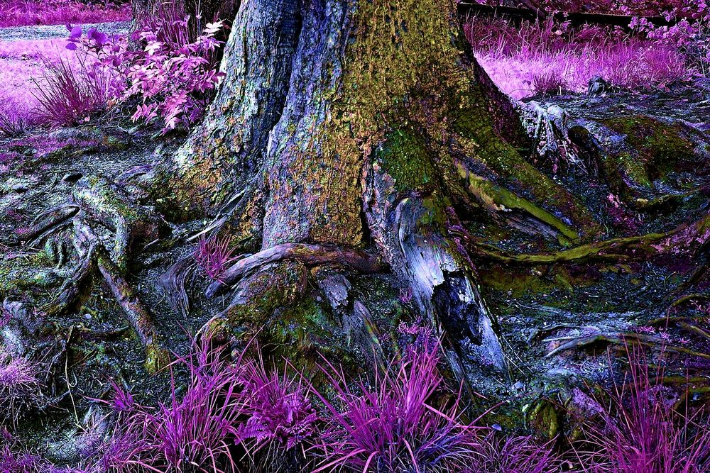 Baumstamm Wurzel Foto & Bild | wald, bäume, kunst Bilder auf fotocommunity