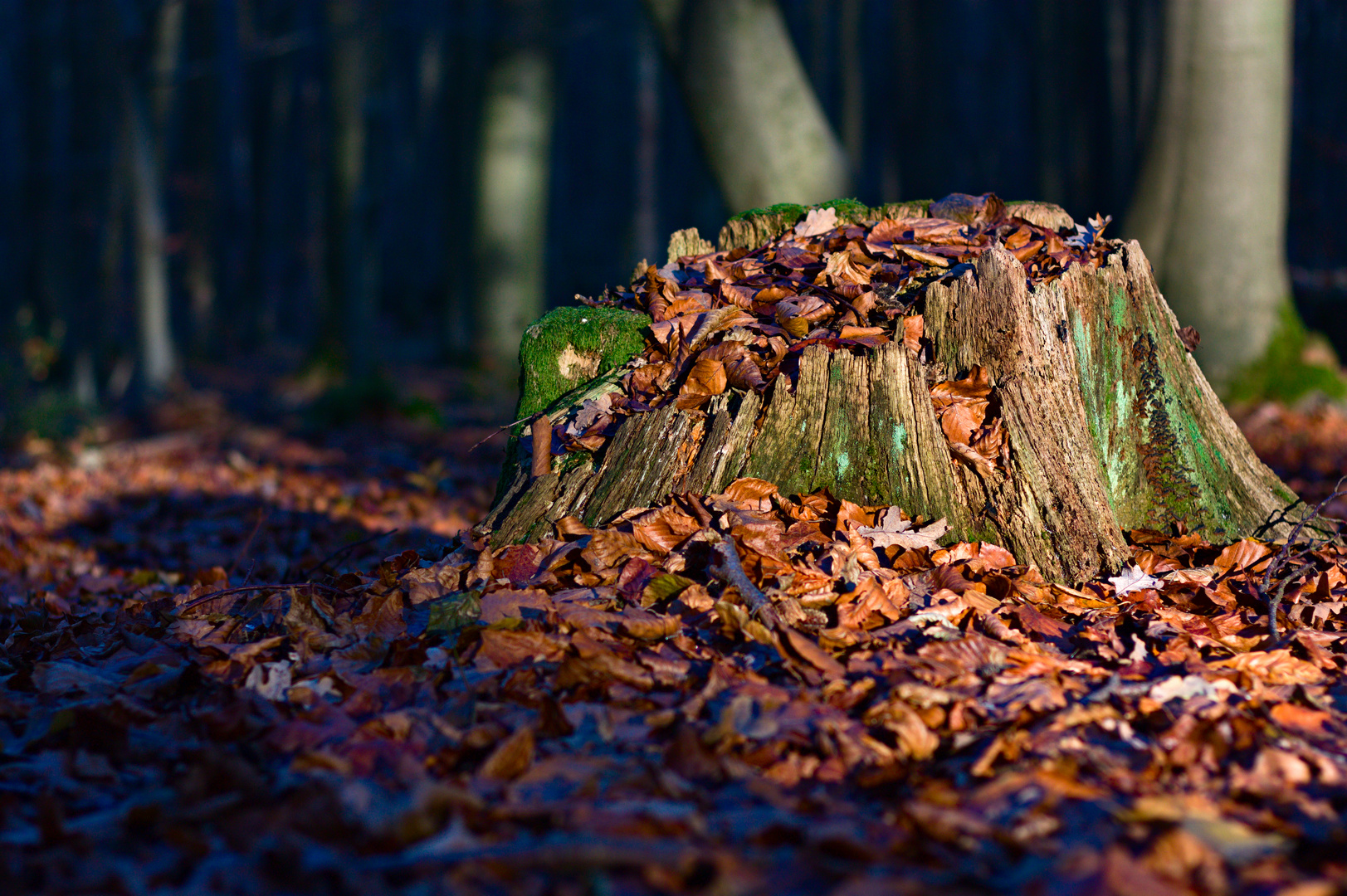 Baumstumpf Foto & Bild | outdoor, bäume, natur Bilder auf fotocommunity