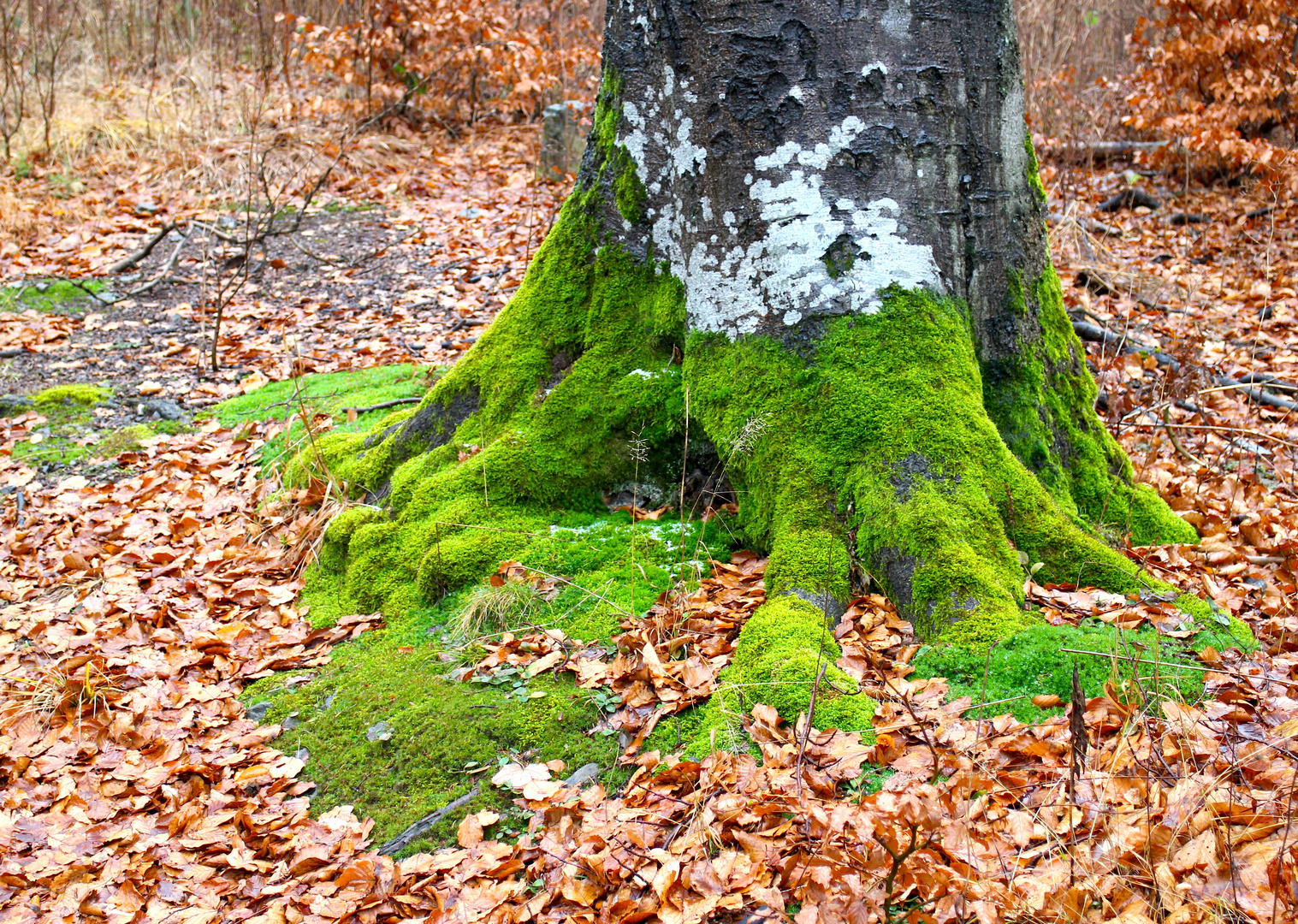 Baumstumpf mit Bewuchs Foto & Bild | pflanzen, pilze & flechten, bäume ...