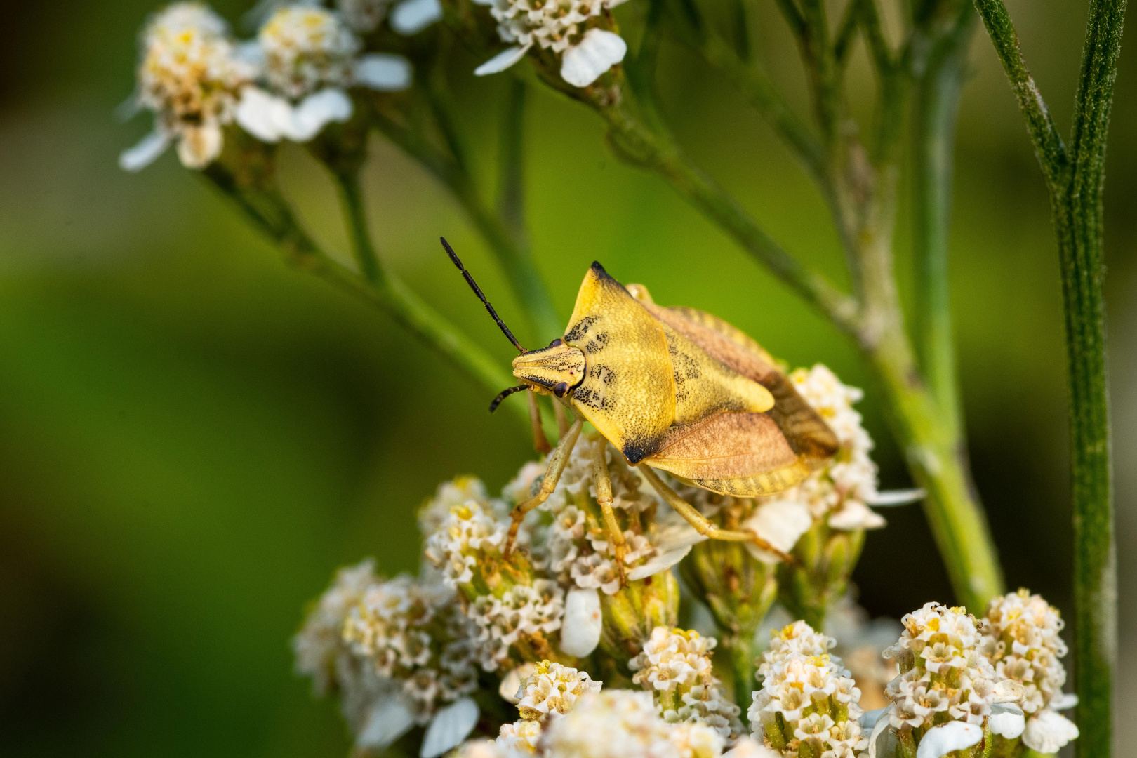 Baumwanze Foto & Bild | natur, insekten, tiere Bilder auf fotocommunity
