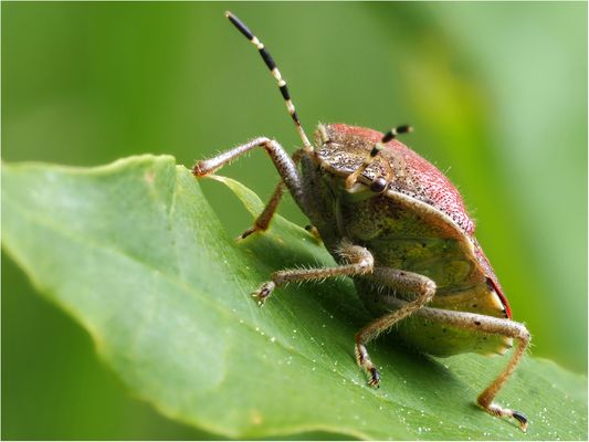 Wanzen, Zikaden & Blattläuse Bilder & Fotos