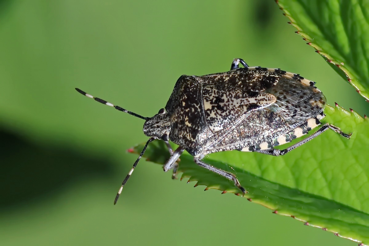 Baumwanze Foto & Bild | andere insekten, fotos, makro Bilder auf ...