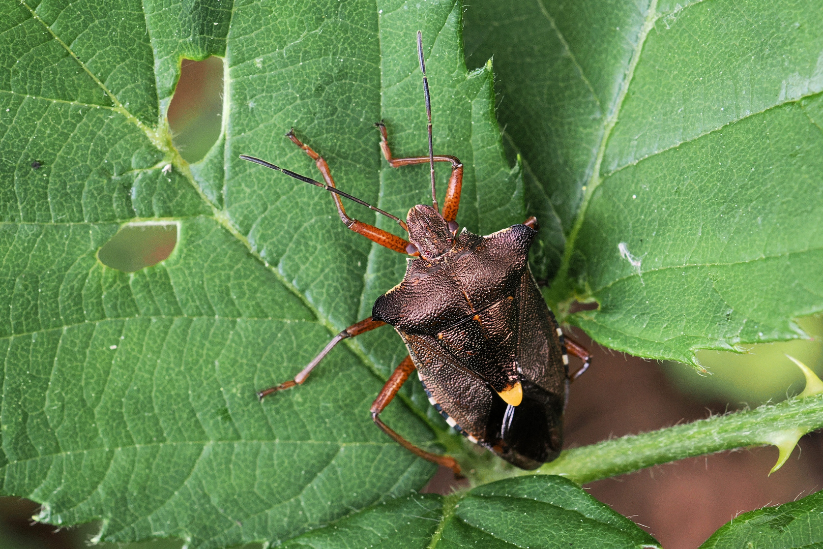 Baumwanze Foto & Bild | makro, natur, insekt Bilder auf fotocommunity