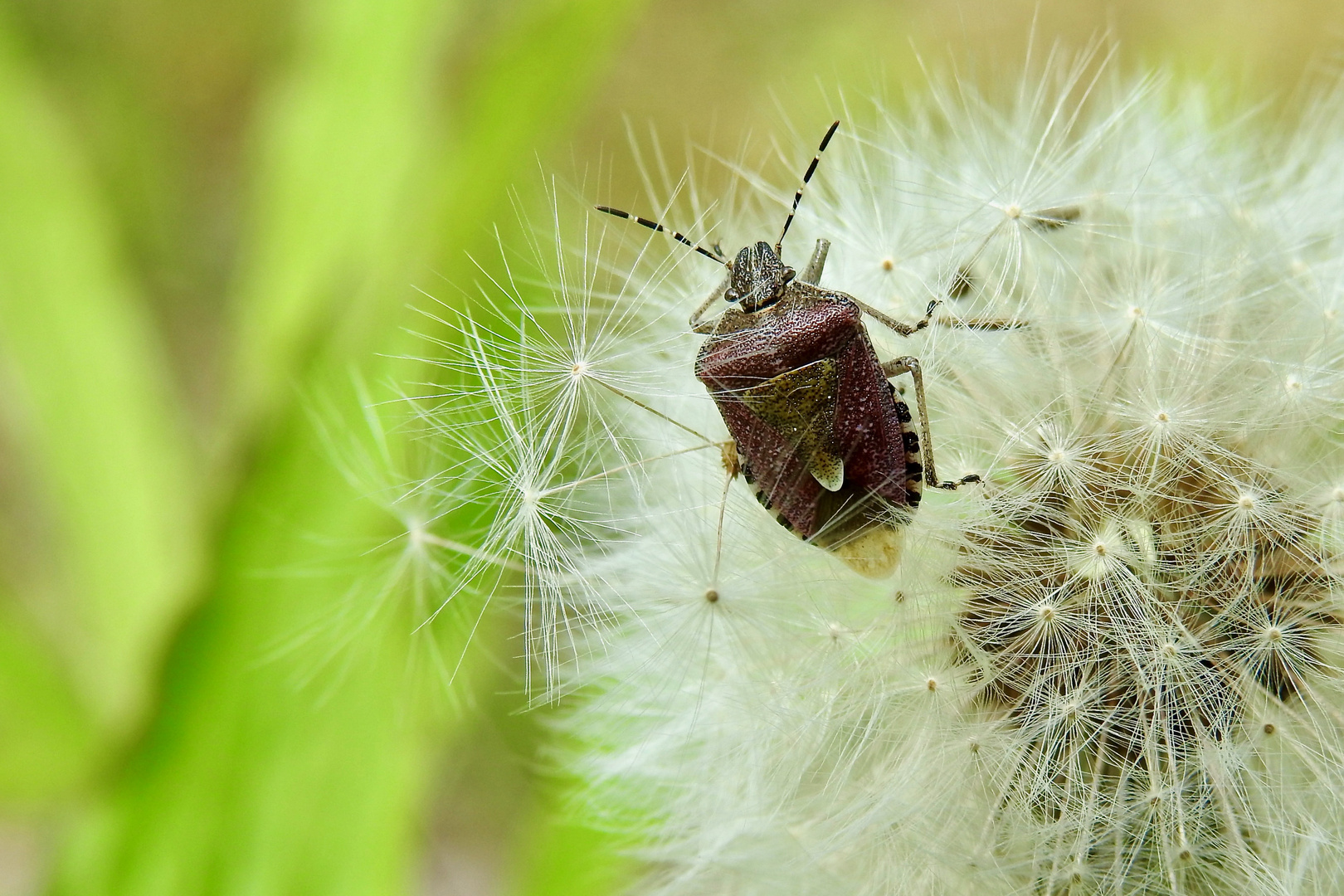 Baumwanze oder Stinkwanze ? Foto & Bild | tiere, wildlife, insekten ...
