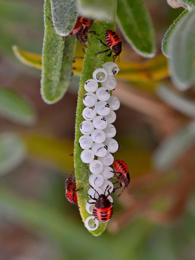 Baumwanzen Foto & Bild | tiere, wildlife, insekten Bilder auf fotocommunity