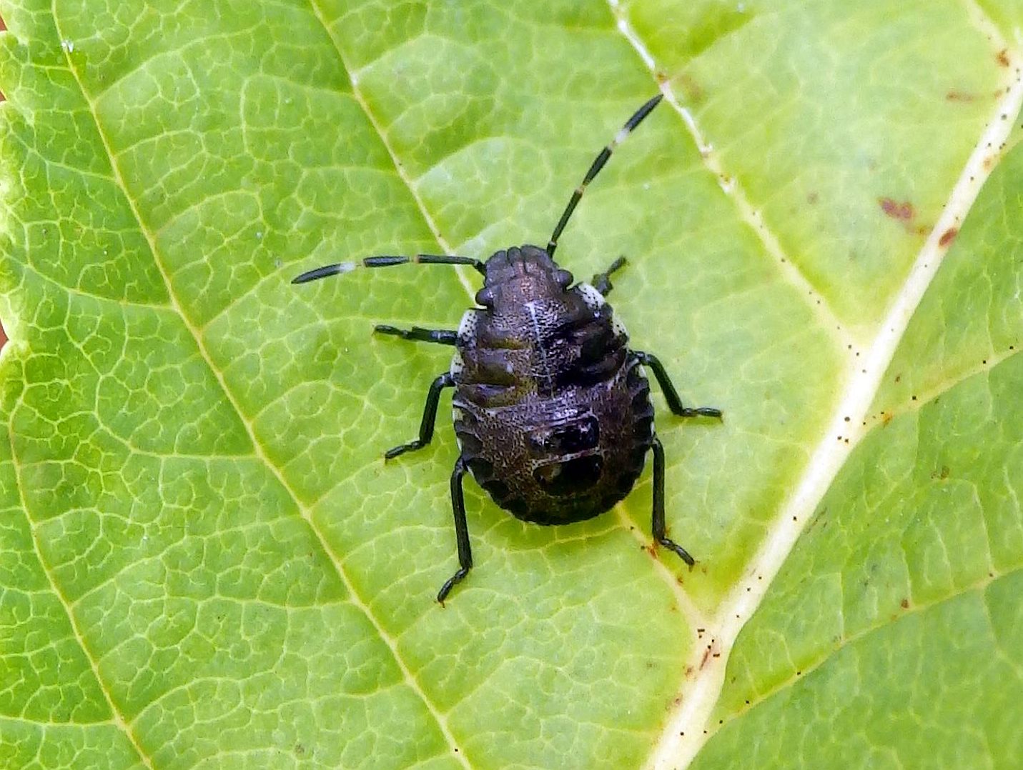 Baumwanzen-Nymphe in der bunten Gartenhecke Foto & Bild | tiere ...