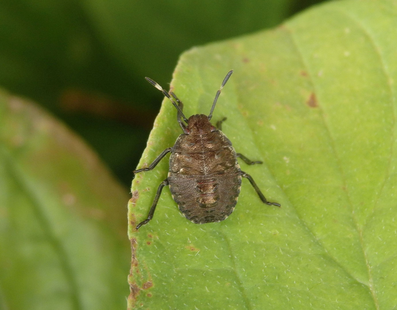 Baumwanzen-Nymphe in der bunten Gartenhecke Foto & Bild | natur ...