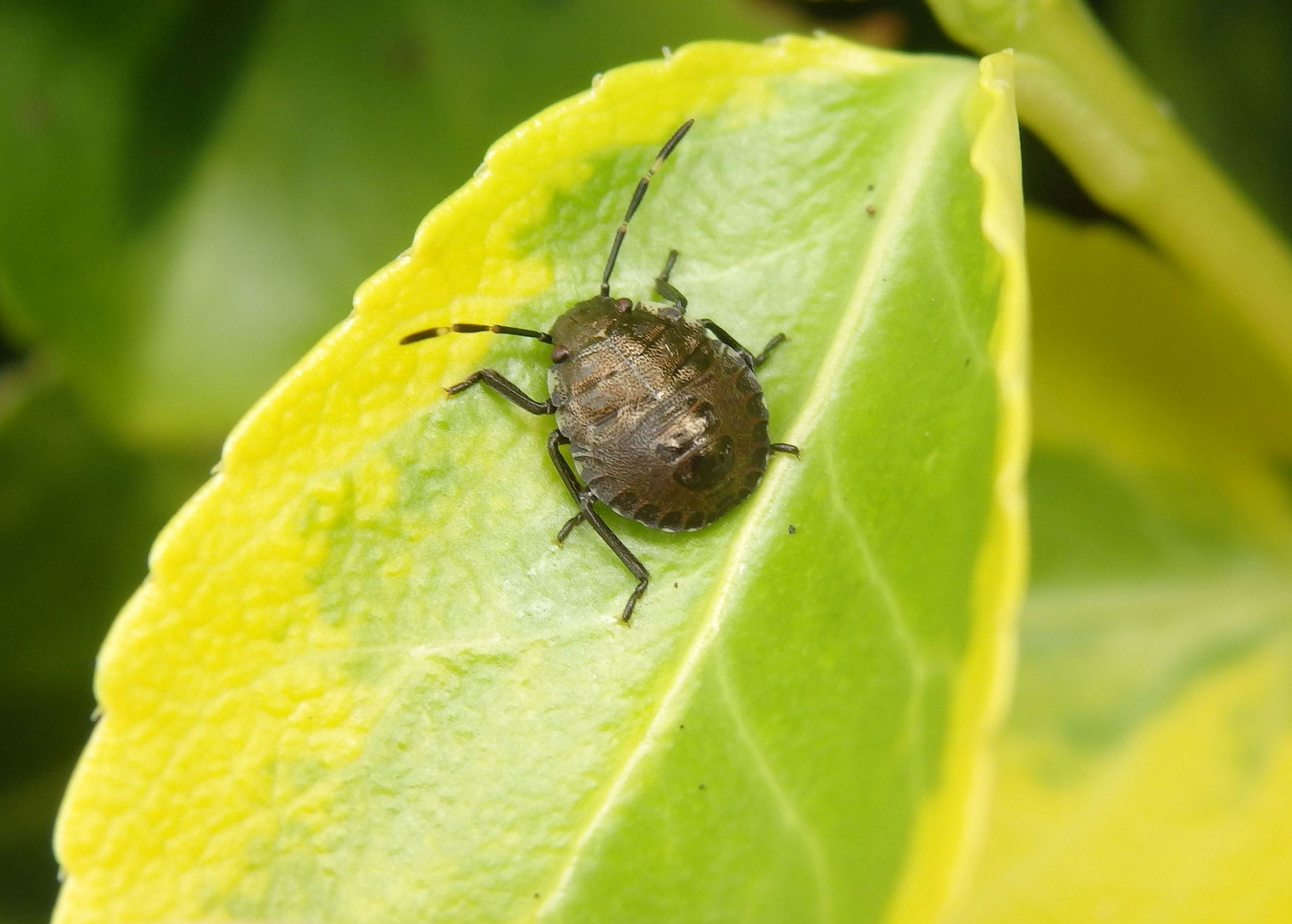 Baumwanzen-Nymphe in der bunten Gartenhecke Foto & Bild | tiere ...