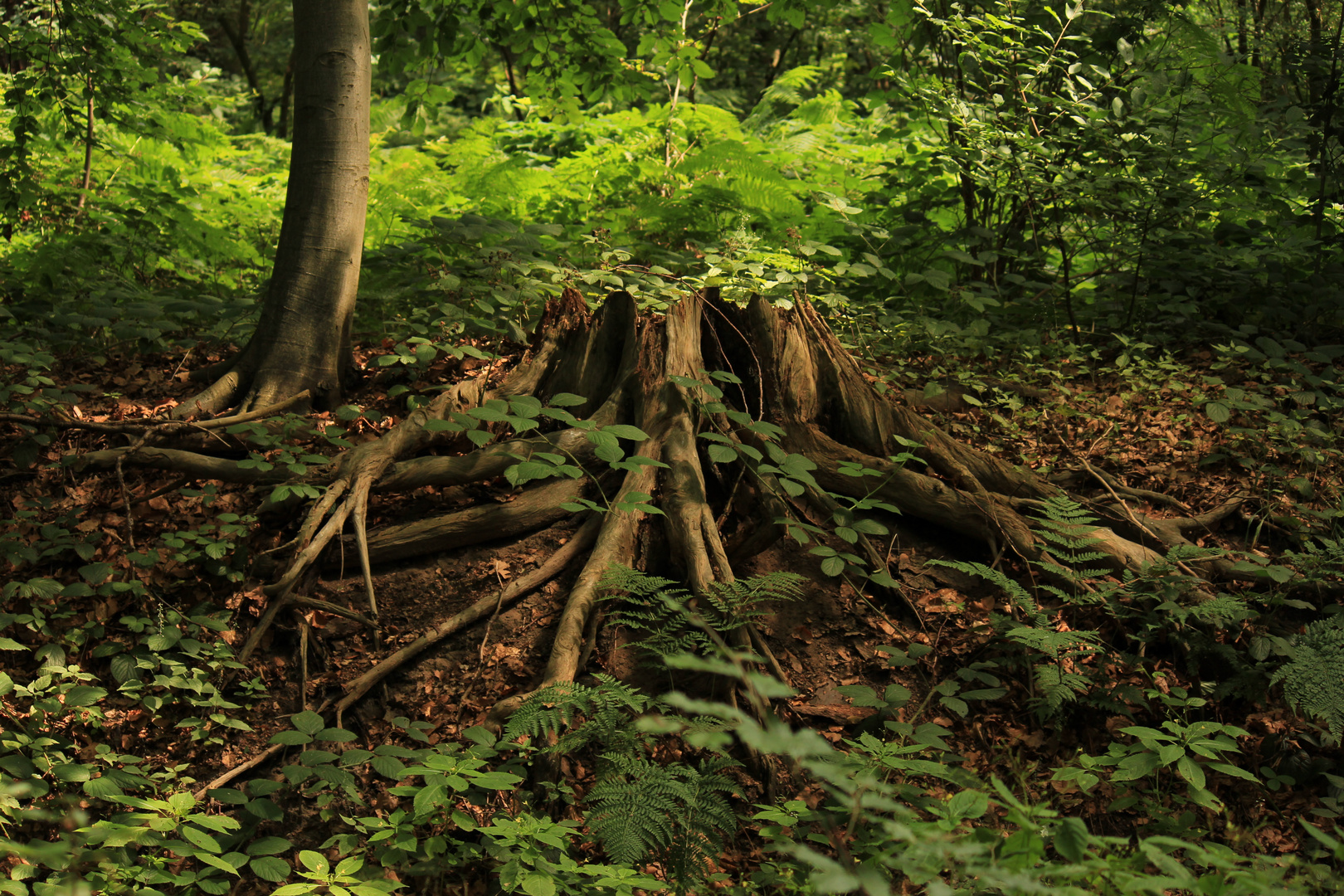 Baumwurzel Foto & Bild | pflanzen, pilze & flechten, bäume, baumrinden ...