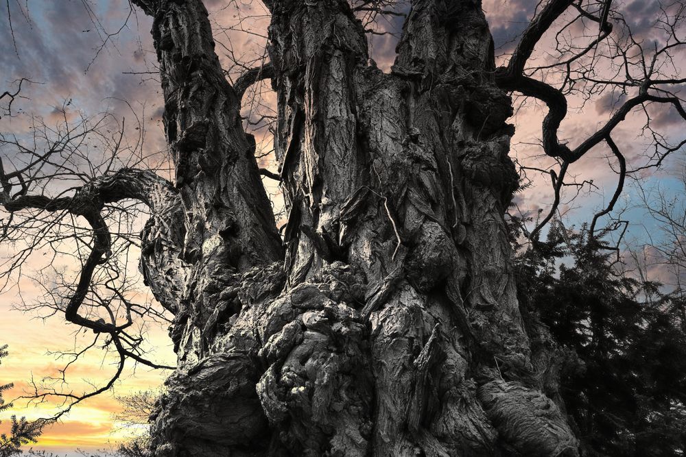 Baumwurzel Foto & Bild | pflanzen, pilze & flechten, bäume, baumrinden ...