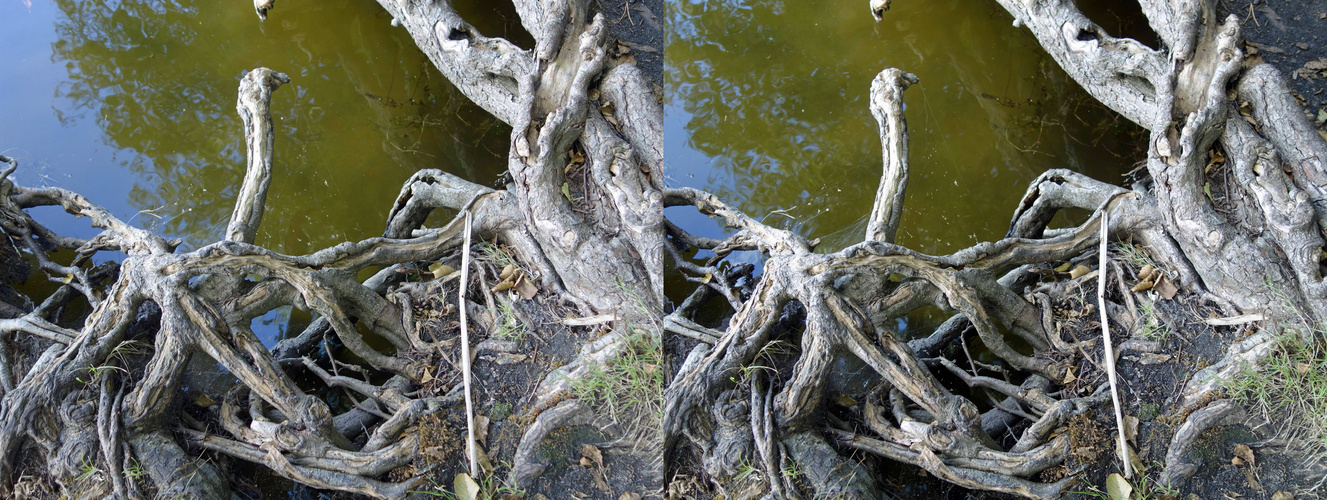 Baumwurzel (3D X-view Kreuzblick stereo) Foto & Bild | stereoskopische ...