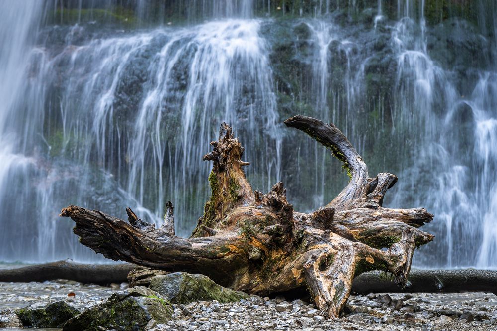 Baumwurzel Foto & Bild | bäume, natur, totholz Bilder auf fotocommunity