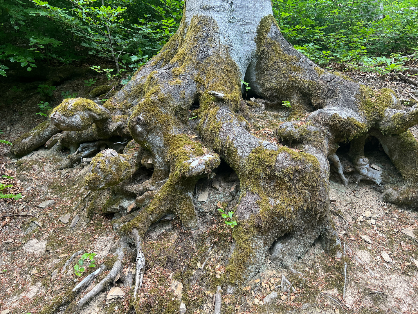 Baumwurzel Foto & Bild | deutschland, europe, stillleben Bilder auf ...