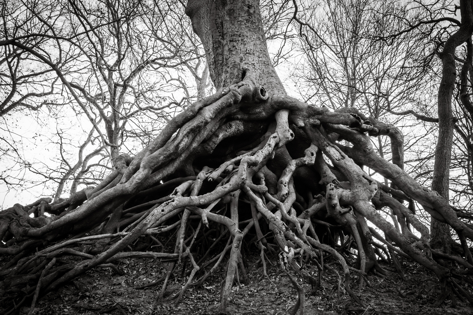 Baumwurzel Foto & Bild | fotos, winter, natur Bilder auf fotocommunity