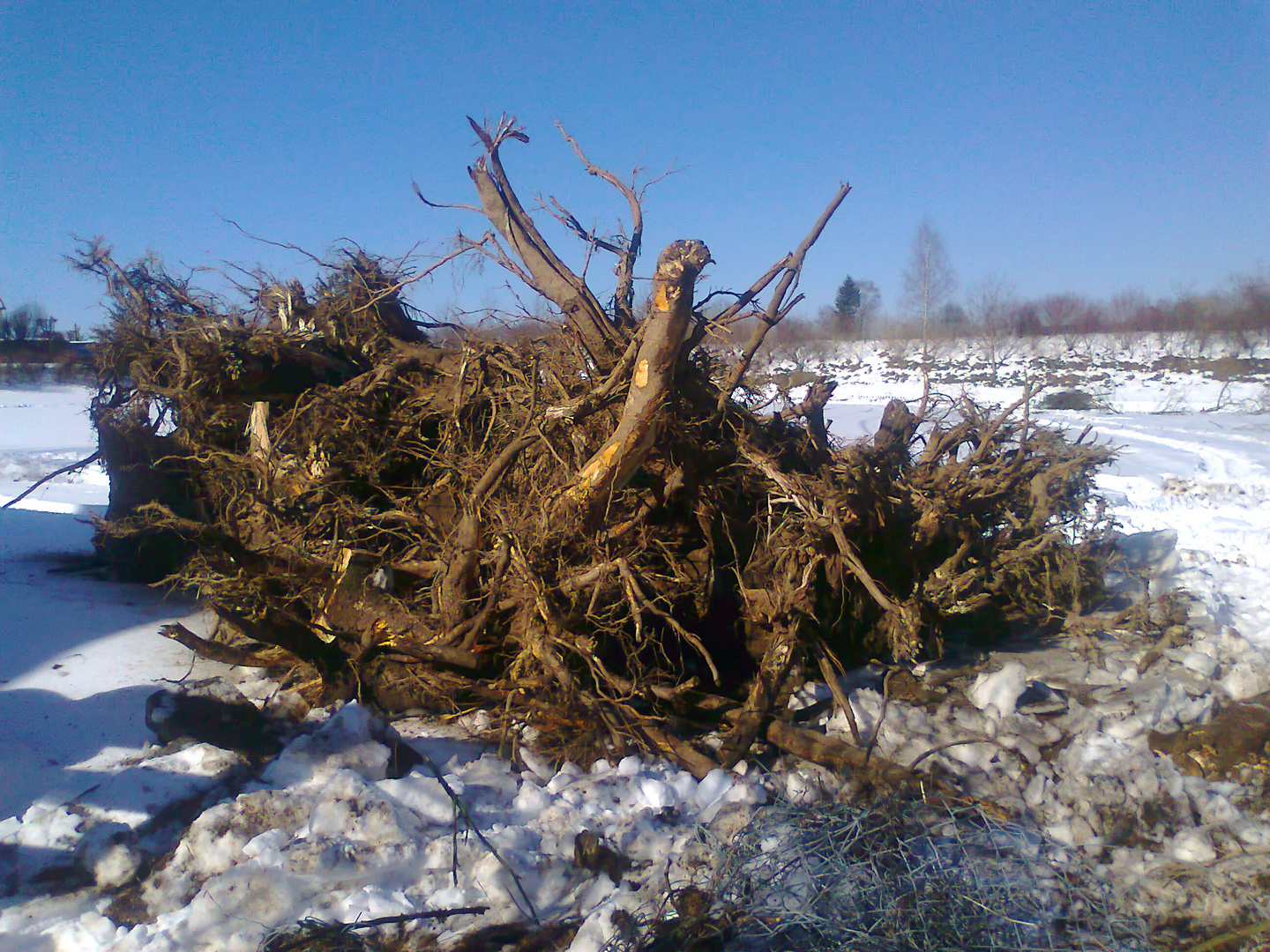 Baumwurzel ein Wunder der Natur - Versorgung und Verankerung Foto ...