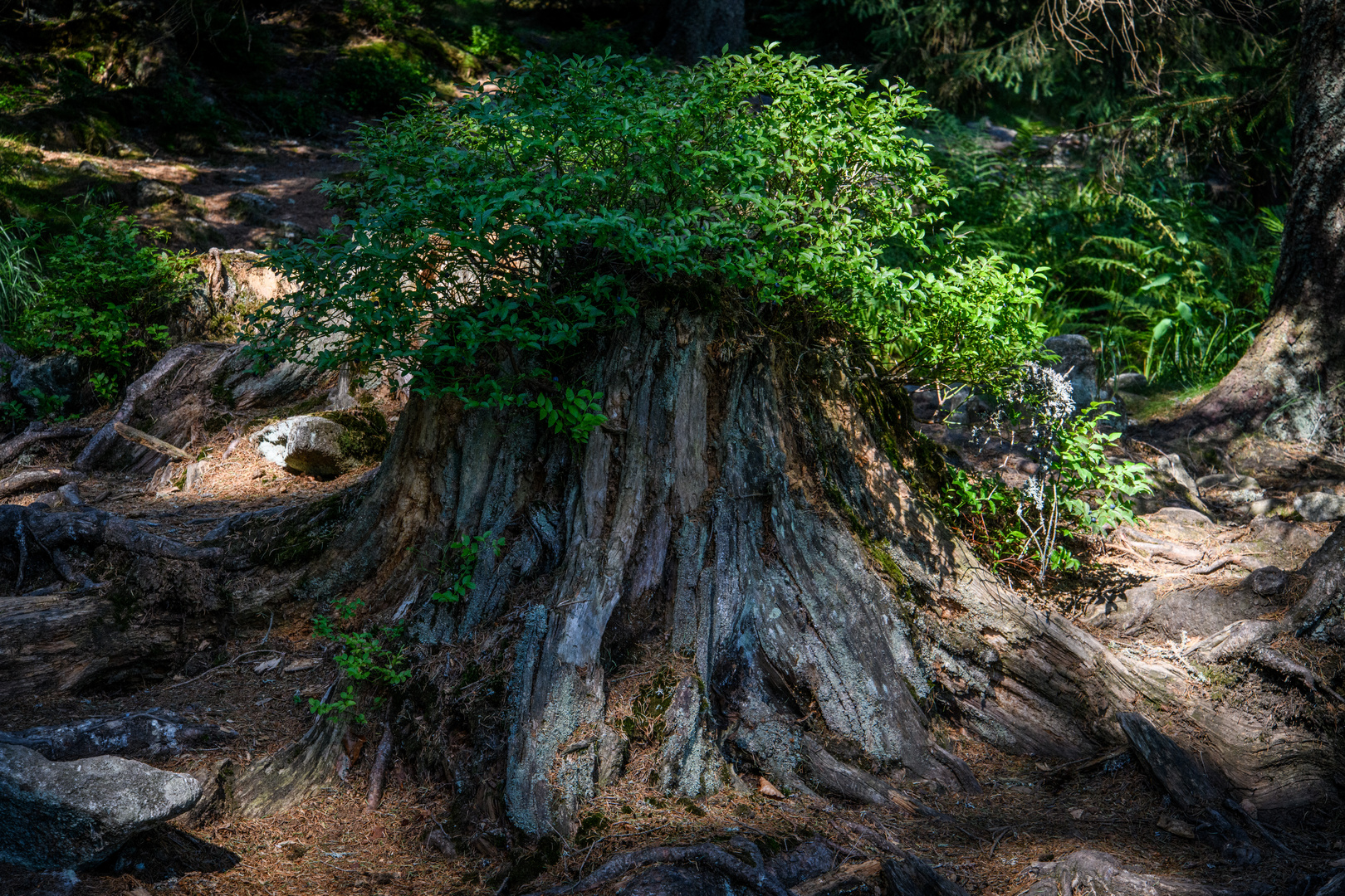 Baumwurzel mit Heidelbeerstrauch Foto & Bild | monatswettbewerbe natur ...