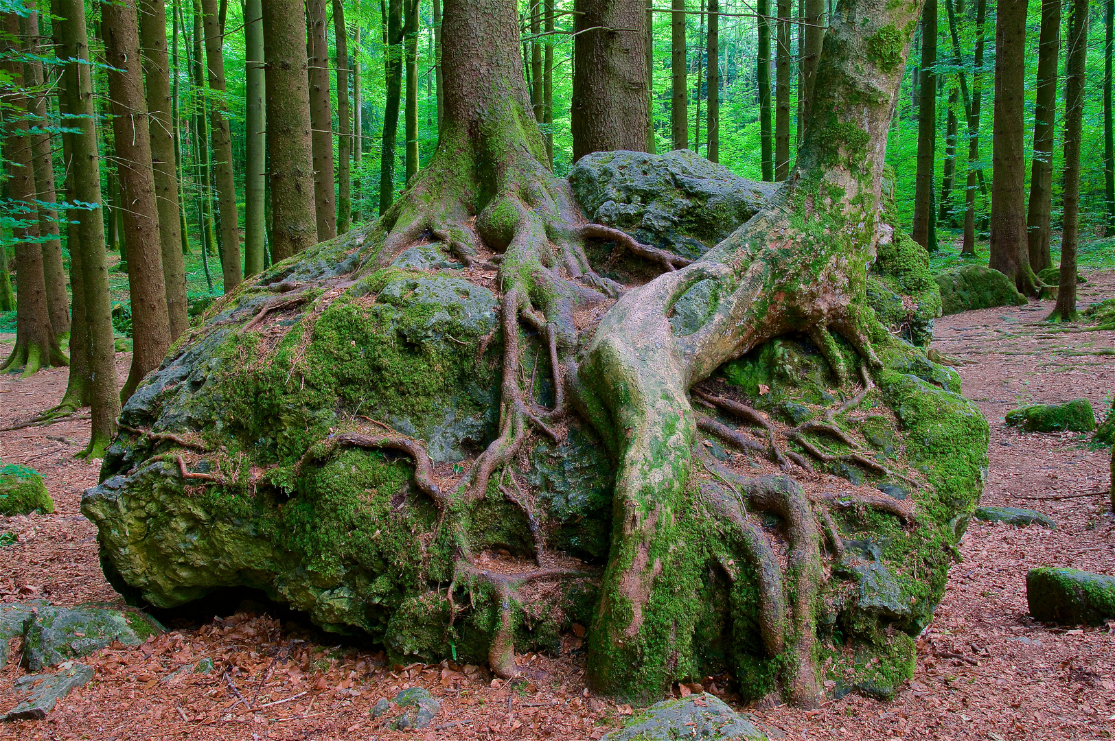 Baumwurzeln Foto & Bild | deutschland, europe, bayern Bilder auf ...