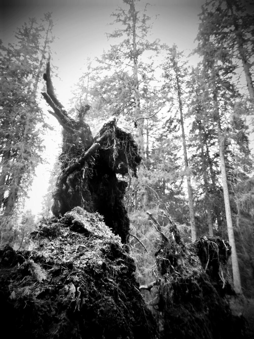 Baumwurzeln umgestürzter Bäume Foto & Bild | landschaft, wald ...