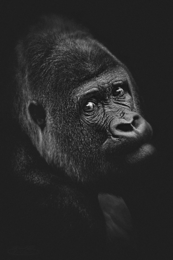 * Bauwi * Foto & Bild | sw, natur, affen Bilder auf fotocommunity