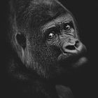 * Bauwi * Foto & Bild | sw, natur, affen Bilder auf fotocommunity