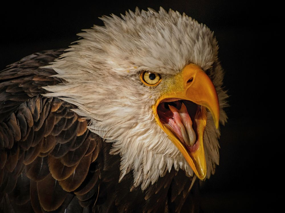 Bawler Foto & Bild | Bilder auf fotocommunity