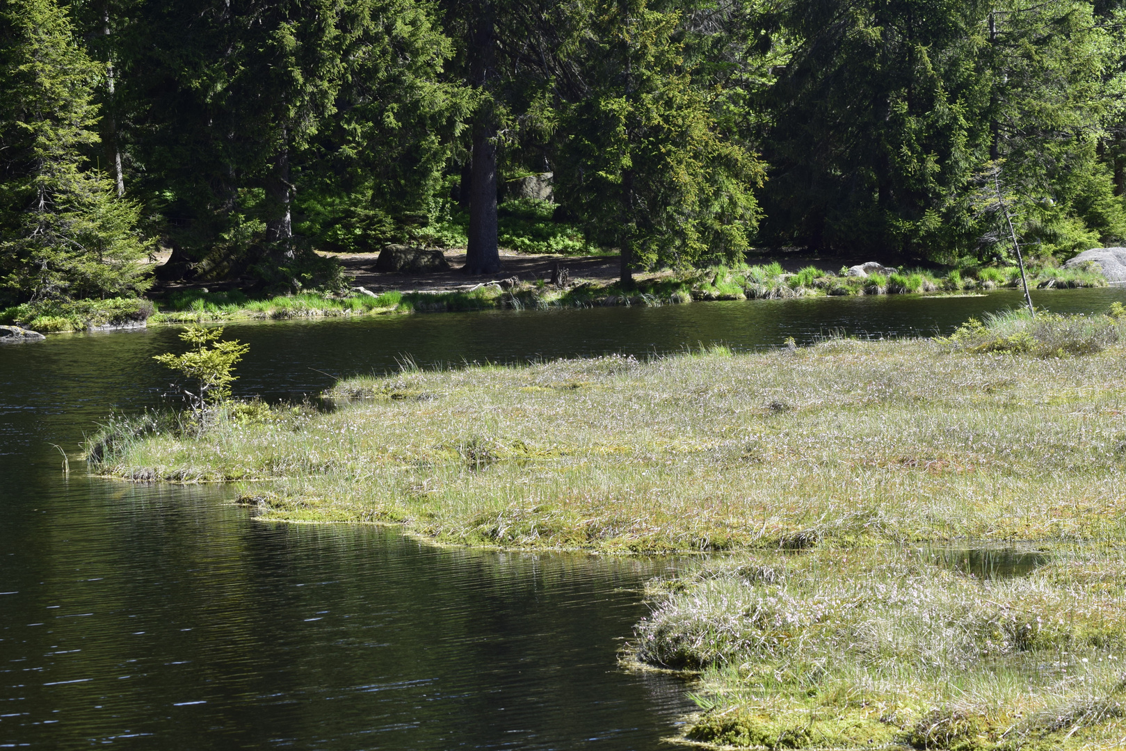 Bayernwald-Kleiner Arbersee Foto & Bild | reportage dokumentation ...