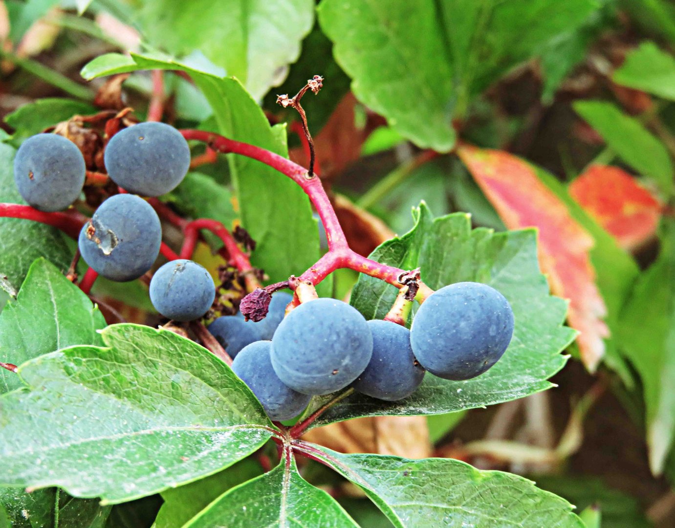 BB Blaue Beeren Foto & Bild | pflanzen, natur, früchte Bilder auf ...