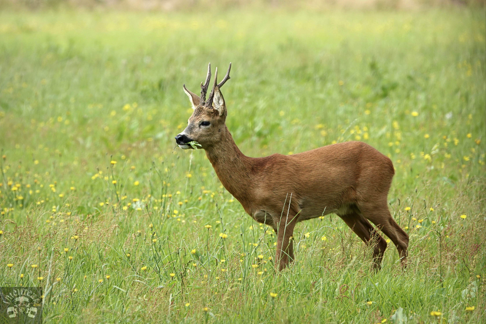 Foto & Bild | natur, tiere, wildlife Bilder auf fotocommunity
