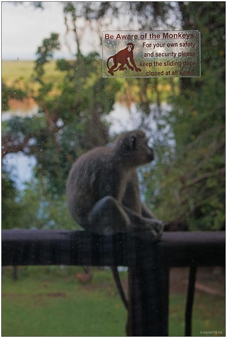Be aware of the Monkeys Foto & Bild | africa, southern africa, botswana ...