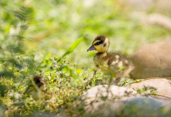 Tierkinder Bilder & Fotos