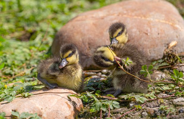 Tierkinder Bilder & Fotos