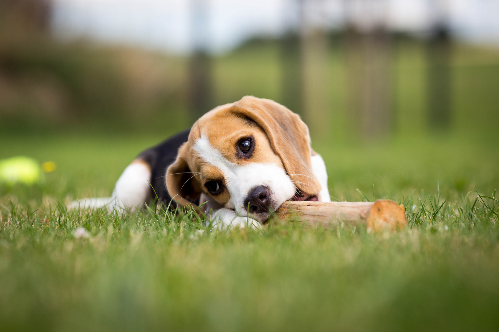Beagle.puppy. Foto & Bild | tiere, haustiere, hunde Bilder auf ...
