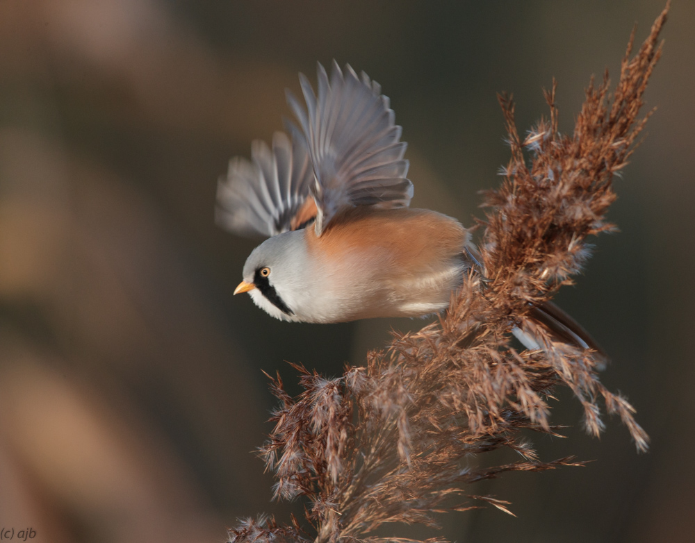 Bearded reedling Foto & Bild | tiere, wildlife, wild lebende vögel ...