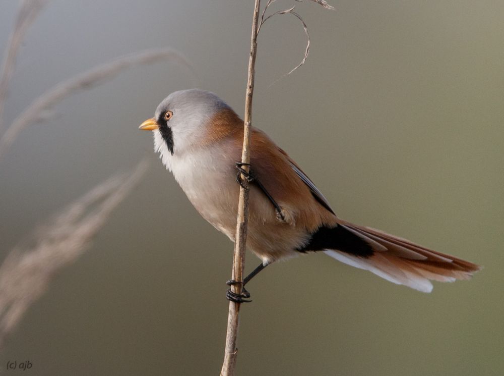 Bearded reedling male Foto & Bild | tiere, wildlife, wild lebende vögel ...