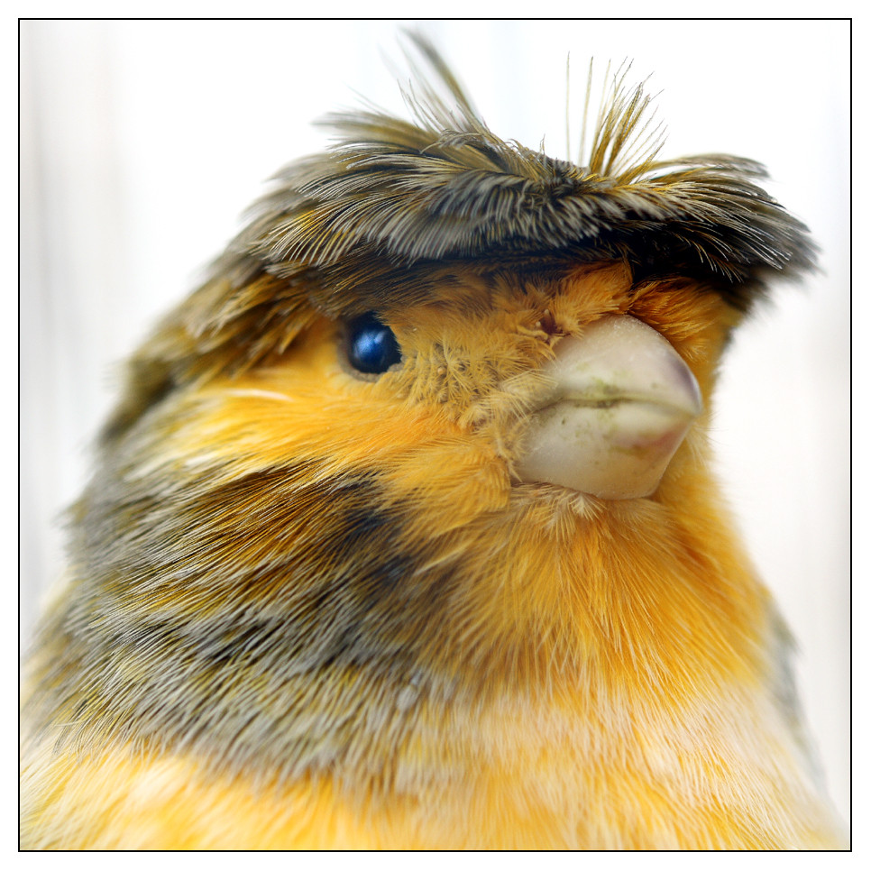 Beatlesfrisur Foto & Bild | tiere, haustiere, vögel Bilder auf ...