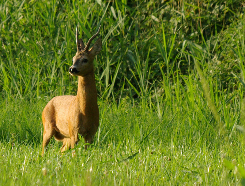 beau brocard photo et image | animaux, animaux sauvages, bovidés à l ...