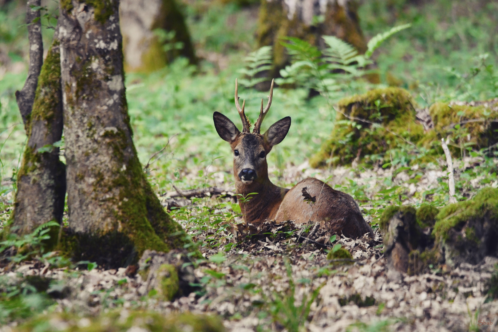 Beau chevreuil aux jolis bois au repos photo et image | animaux ...