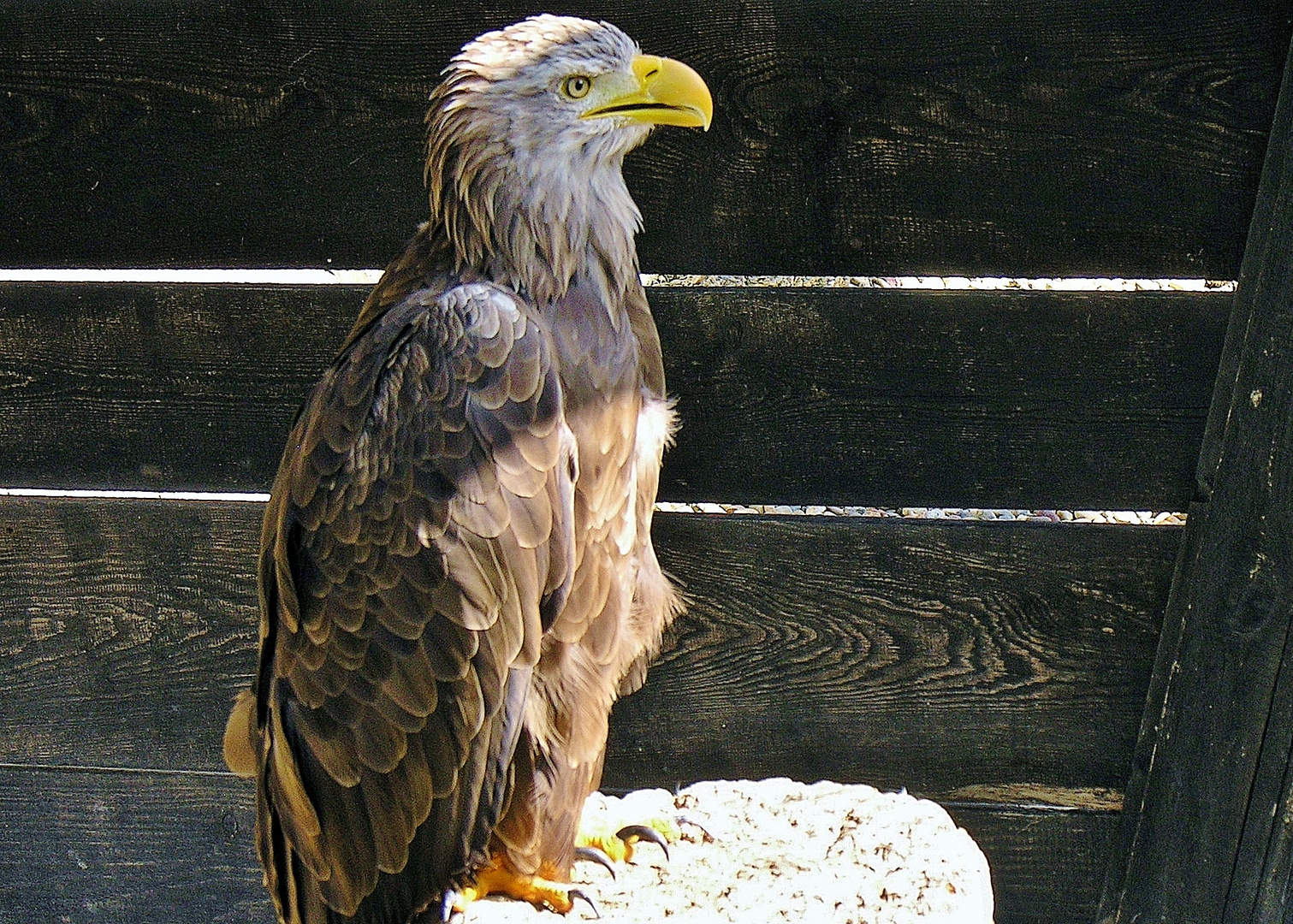 Beau rapace........... photo et image | animaux, animaux sauvages ...