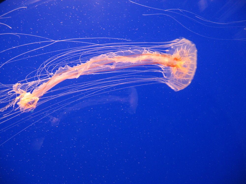 beautiful danger Foto & Bild | underwater, nature Bilder auf fotocommunity